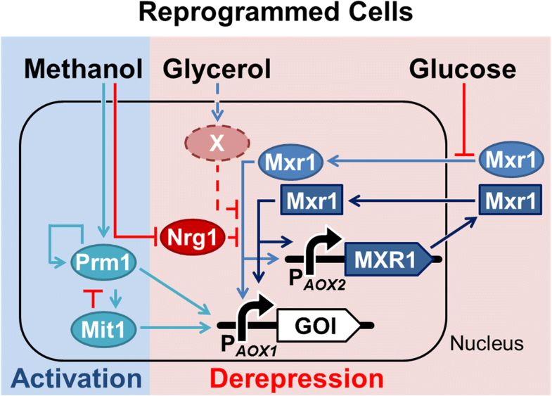 Enhancing the efficiency of the Pichia pastoris AOX1 promoter via the ...