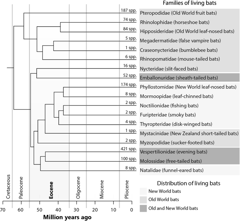 A synthesis of ecological and evolutionary determinants of bat ...