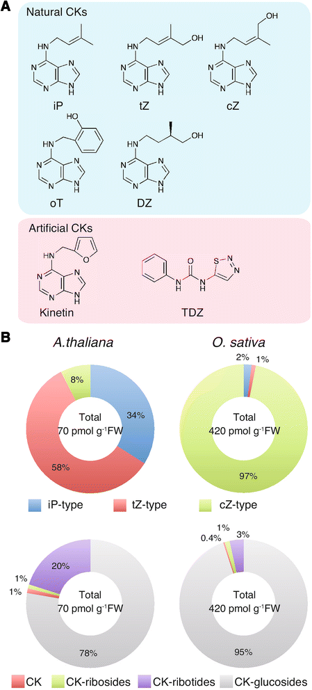 Q&A: How do plants respond to cytokinins and what is their importance ...