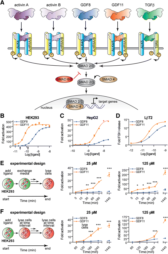 Structural basis for potency differences between GDF8 and GDF11 | BMC ...