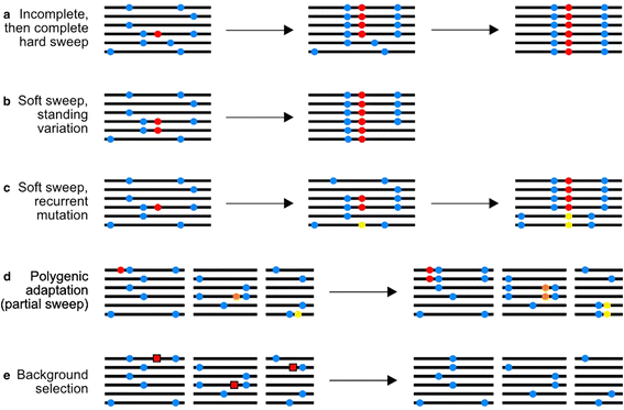 Detecting positive selection in the genome | BMC Biology | Full Text