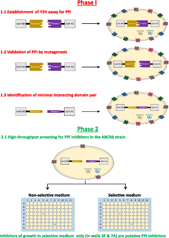 A yeast two-hybrid system for the screening and characterization of ...