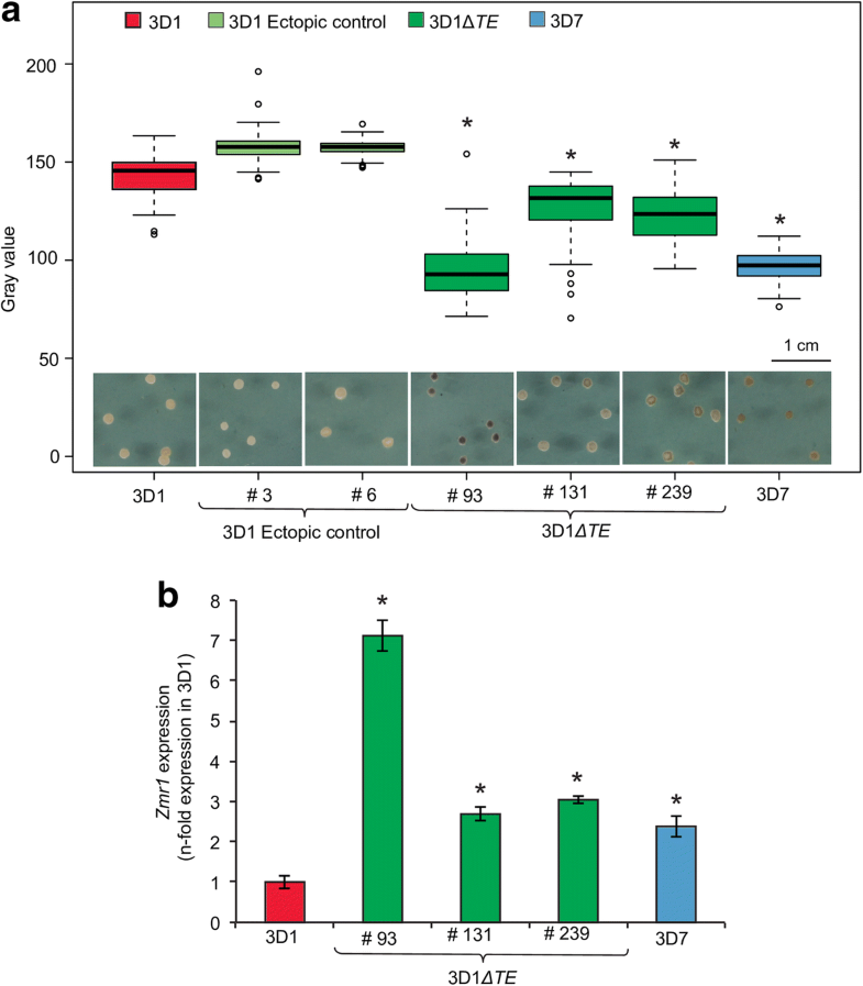 Transposable element insertions shape gene regulation and melanin production in a fungal ...