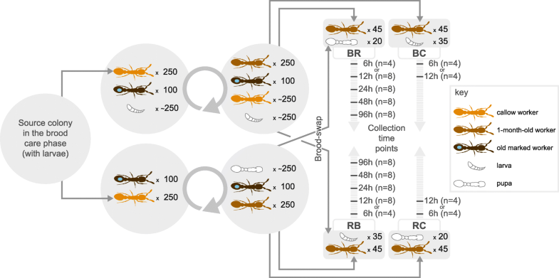 Clonal raider ant brain transcriptomics identifies candidate molecular ...