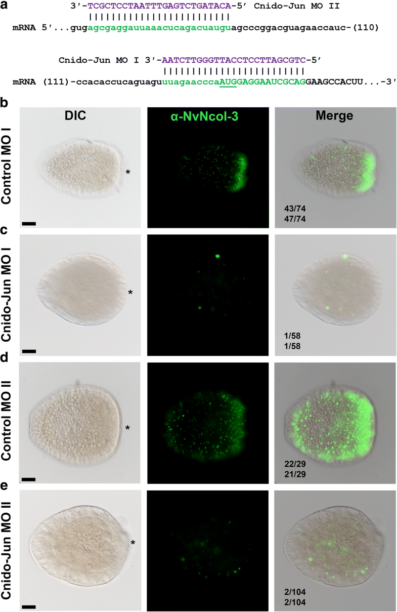 Cell type-specific expression profiling unravels the development and ...
