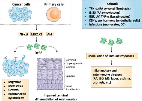 Decoy receptor 3: an endogenous immunomodulator in cancer growth and ...