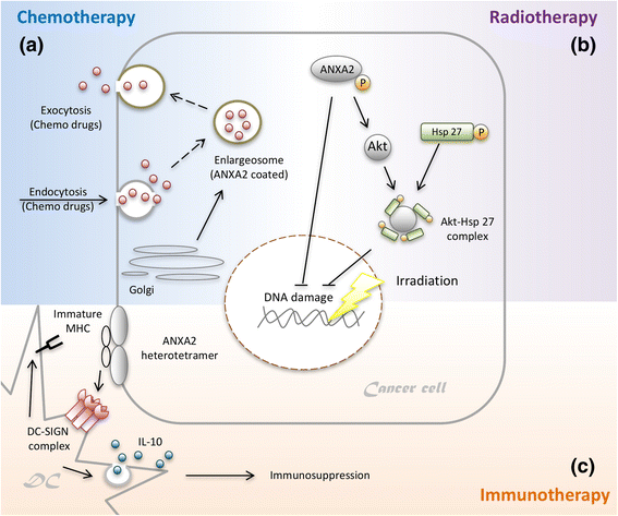 Annexin A2-mediated cancer progression and therapeutic resistance in ...