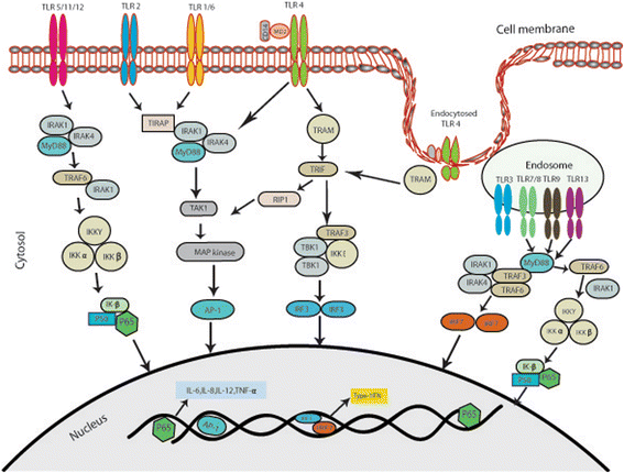Toll-like receptors in lupus nephritis | SpringerLink