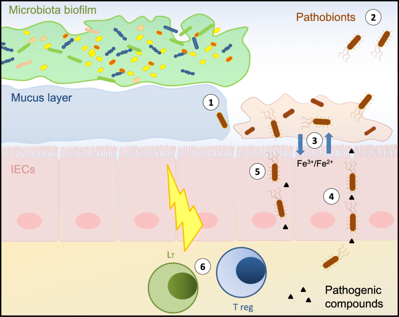 Pathobiont release from dysbiotic gut microbiota biofilms in intestinal ...