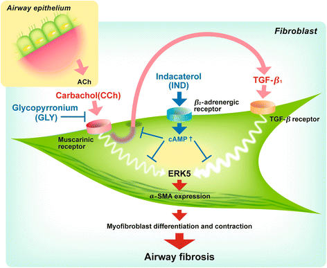 Combination of glycopyrronium and indacaterol inhibits carbachol ...