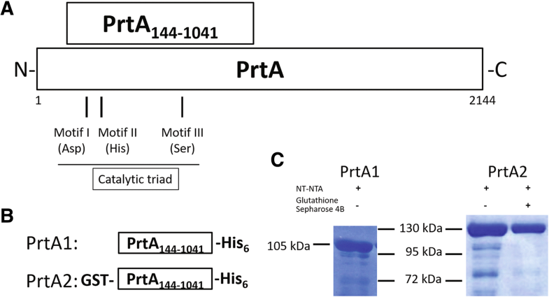 PrtA immunization fails to protect against pulmonary and invasive ...