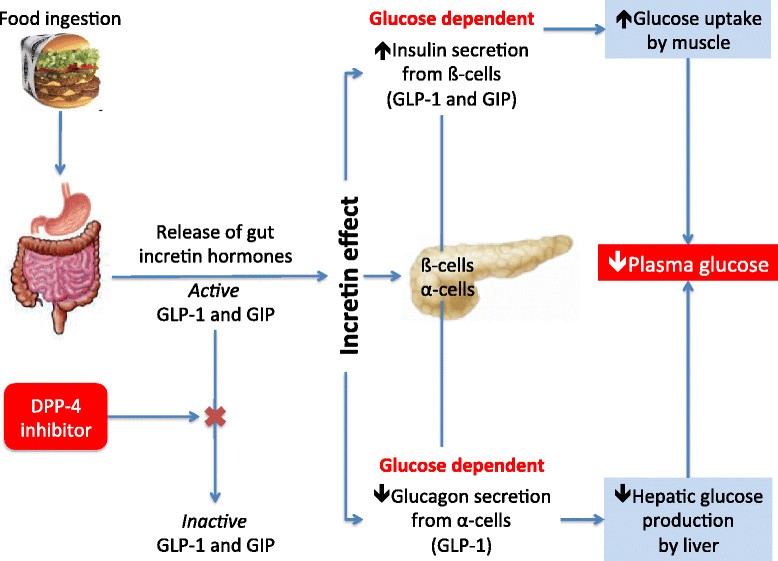 Cardiovascular effects of Glucagon-like peptide 1 (GLP-1) receptor ...