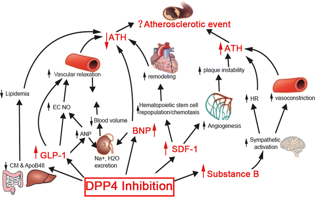 The regulatory role of DPP4 in atherosclerotic disease | Cardiovascular ...
