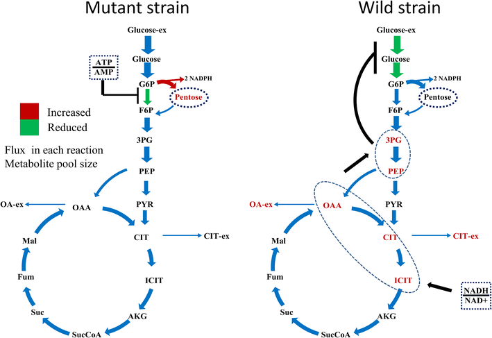 Integrated isotope-assisted metabolomics and 13C metabolic flux analysis reveals metabolic flux ...