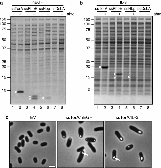 Application of an E. coli signal sequence as a versatile inclusion body ...
