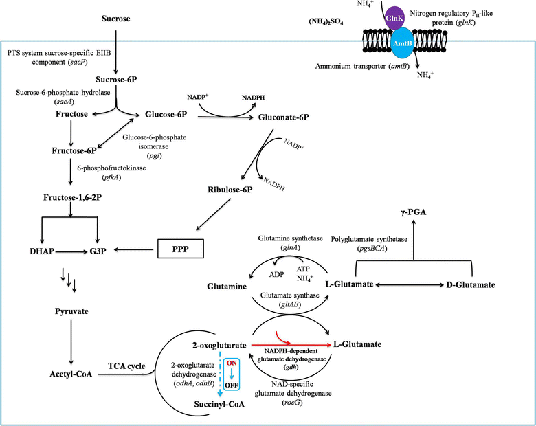Enhancing poly-γ-glutamic acid production in Bacillus amyloliquefaciens ...