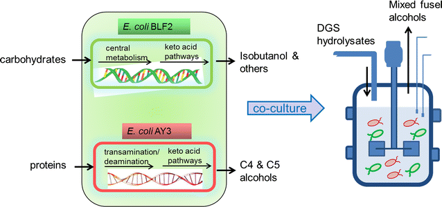 Bioconversion of distillers’ grains hydrolysates to advanced biofuels ...