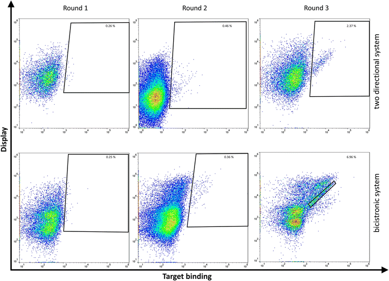 A novel one-step approach for the construction of yeast surface display ...