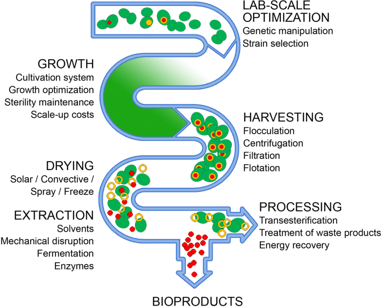 Biomass from microalgae: the potential of domestication towards ...