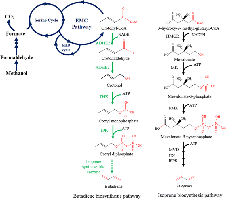 Metabolic engineering of Methylobacterium extorquens AM1 for the ...