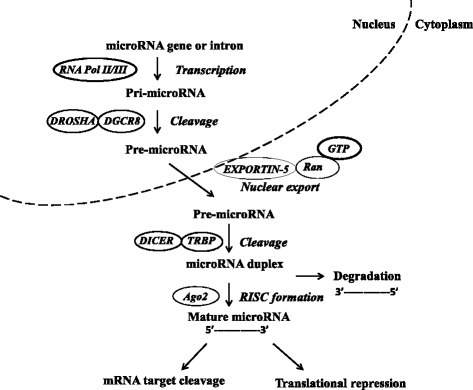 MicroRNA (miRNA) in cancer | Cancer Cell International | Full Text