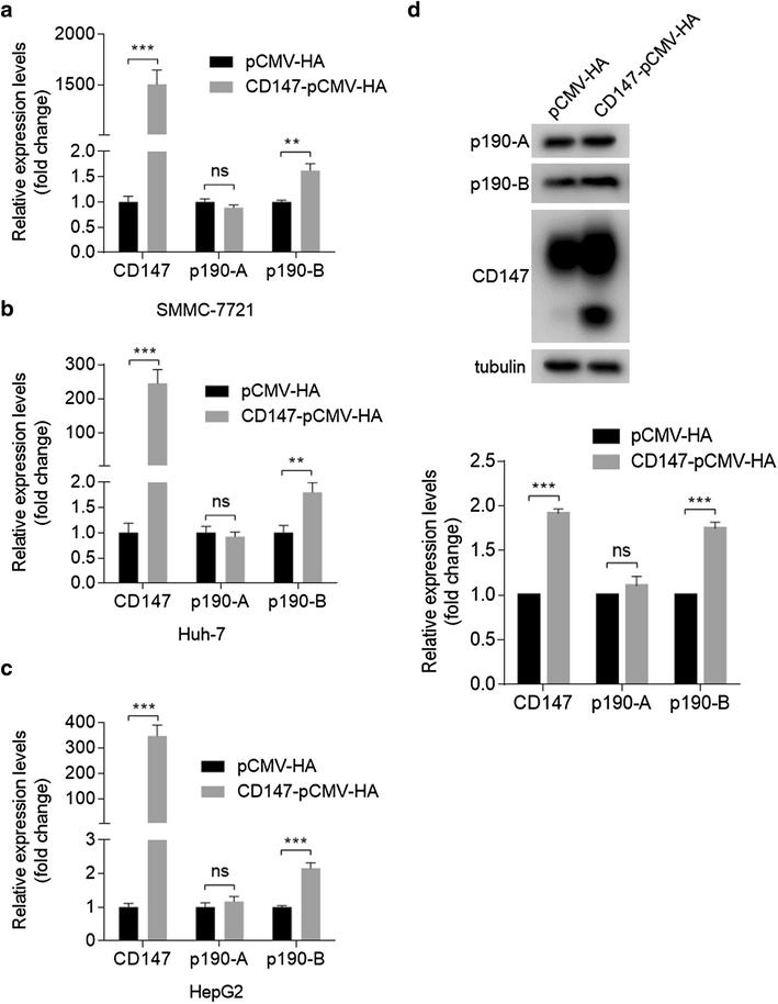 CD147 promotes cell motility via upregulation of p190-B RhoGAP in ...