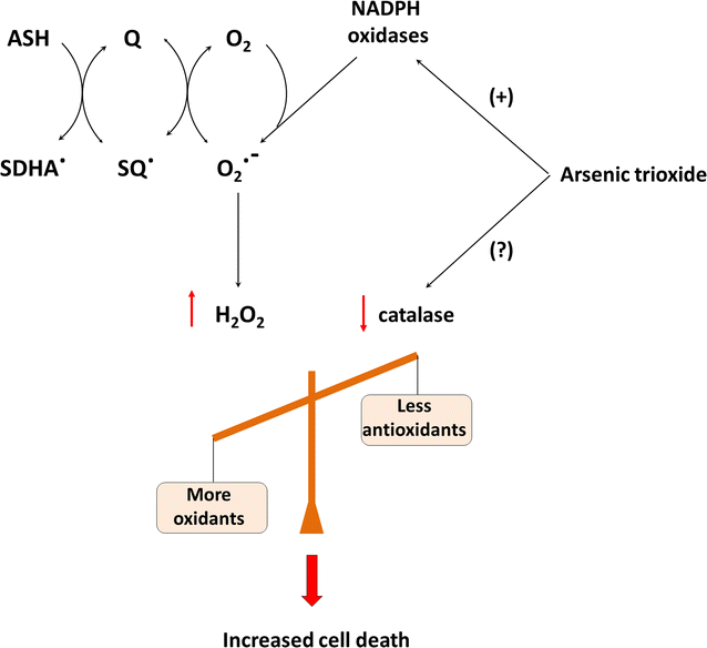 Catalase down-regulation in cancer cells exposed to arsenic trioxide is ...