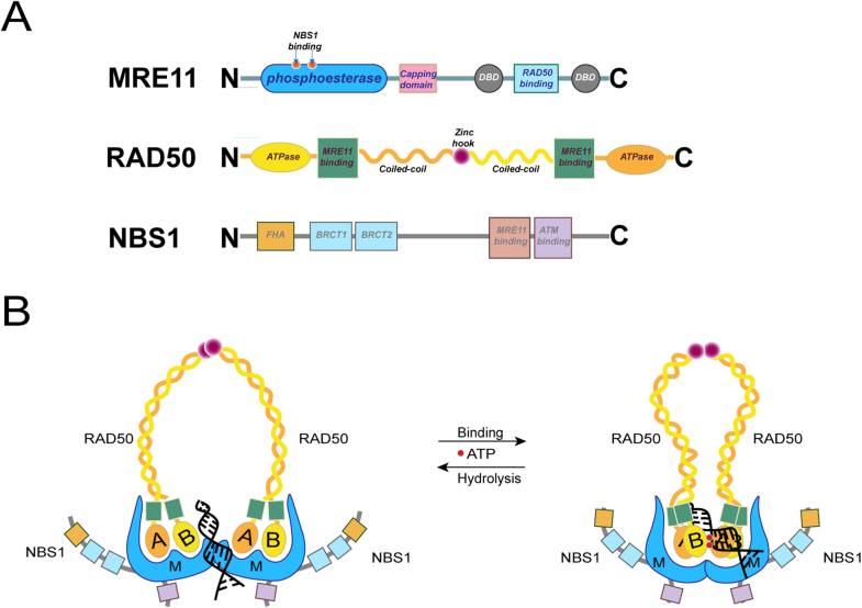 MRE11-RAD50-NBS1 complex alterations and DNA damage response ...