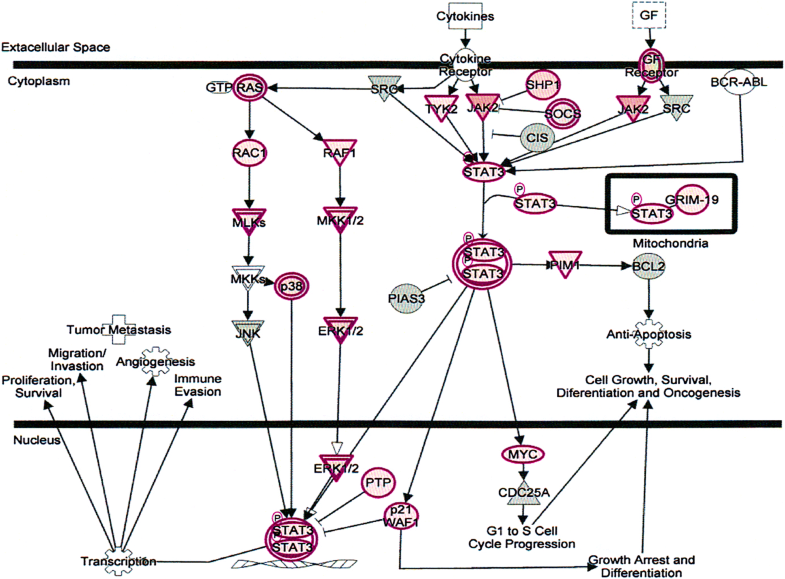 δ-Tocotrienol feeding modulates gene expression of EIF2, mTOR, protein ...
