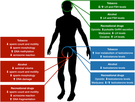 Smoke Alcohol And Drug Addiction And Male Fertility Reproductive