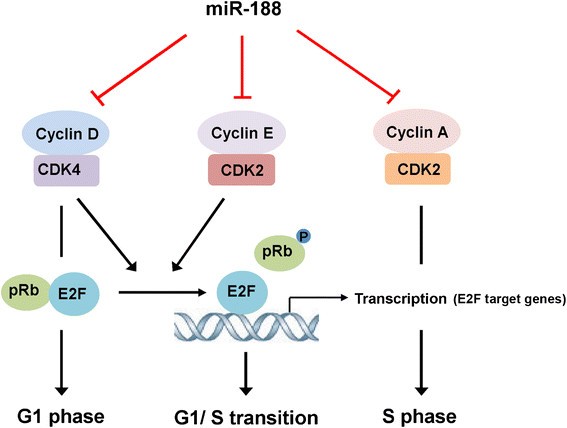 MicroRNA-188 suppresses G1/S transition by targeting multiple cyclin ...