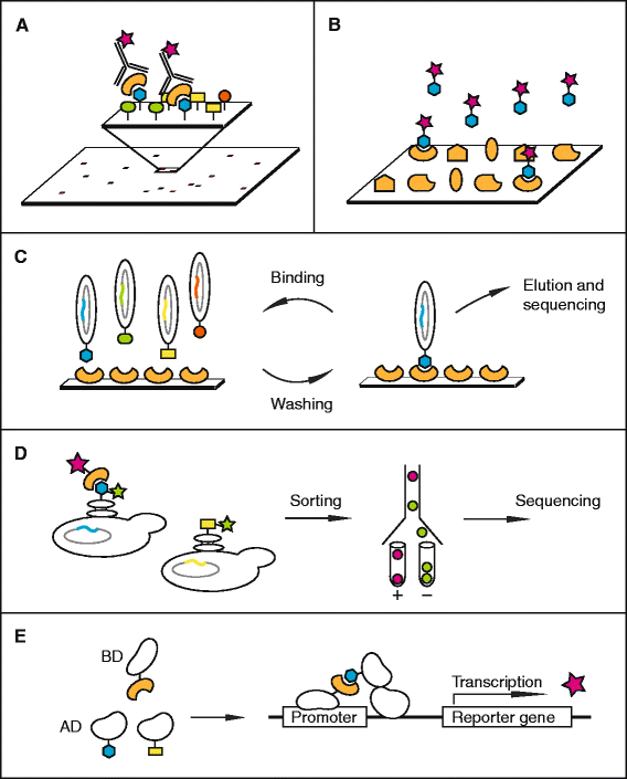 High-throughput methods for identification of protein-protein ...