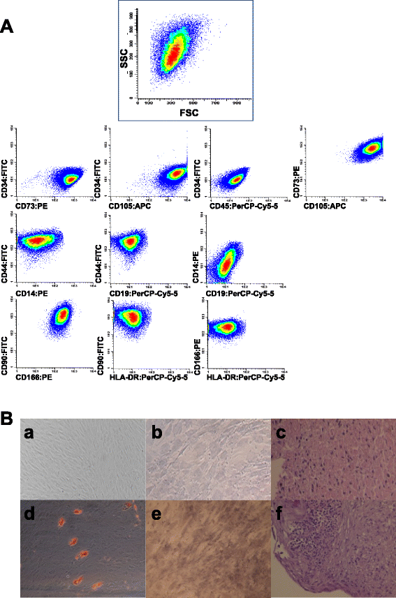 MSC surface markers (CD44, CD73, and CD90) can identify human MSC ...