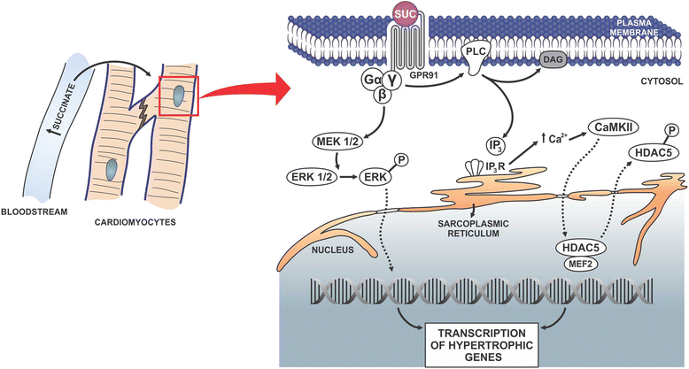 GPR91: expanding the frontiers of Krebs cycle intermediates | Cell ...