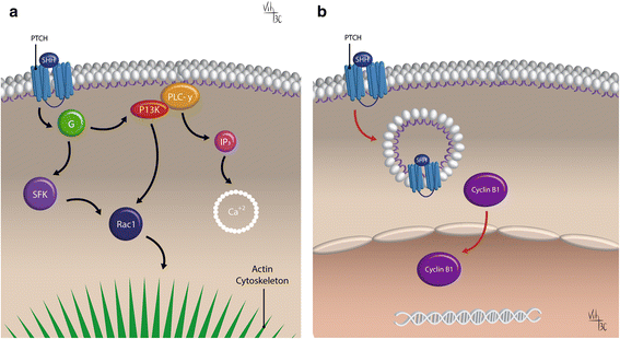 A highlight on Sonic hedgehog pathway | Cell Communication and ...