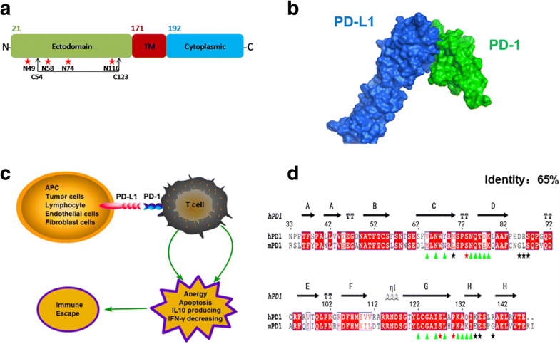 The design of high affinity human PD-1 mutants by using molecular ...