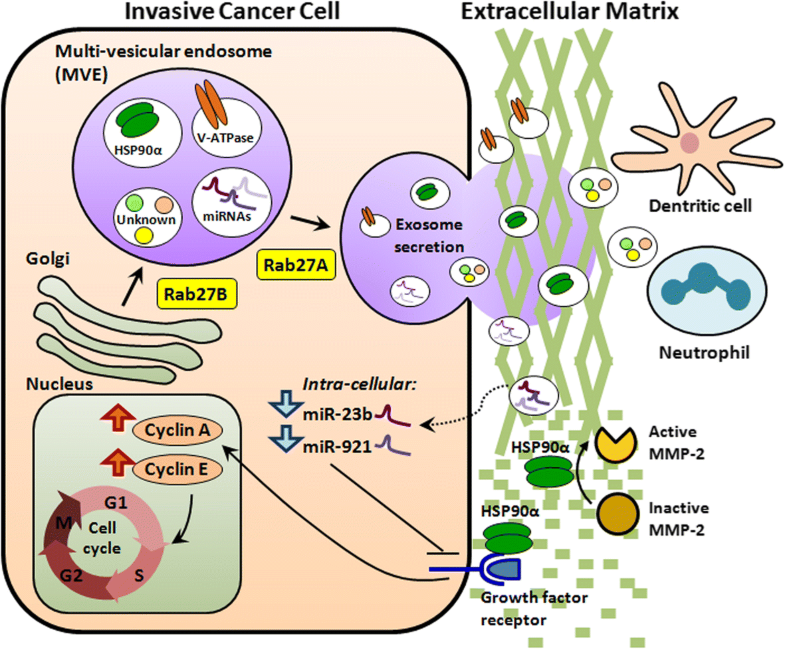 Functional implications of Rab27 GTPases in Cancer | Cell Communication ...