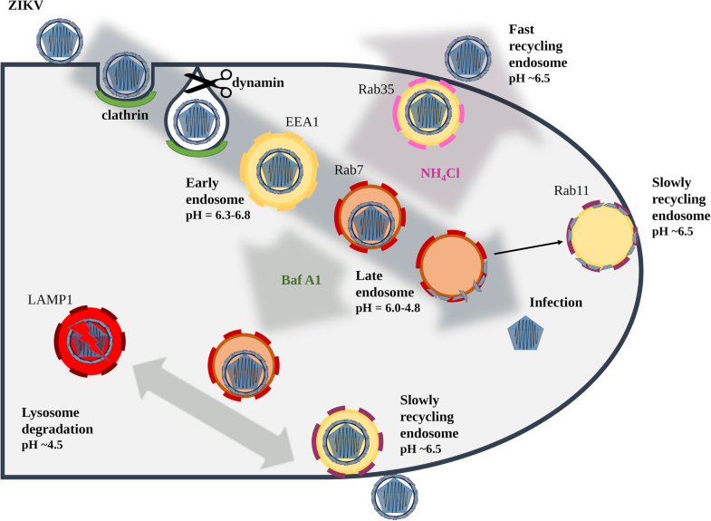 Zika virus: mapping and reprogramming the entry | Cell Communication ...