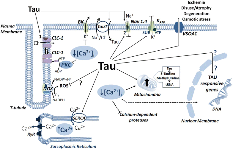 Taurine: the appeal of a safe amino acid for skeletal muscle disorders ...