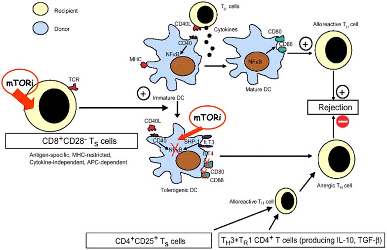 mTOR inhibitors effects on regulatory T cells and on dendritic cells ...