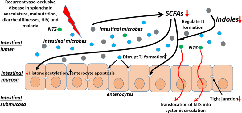Invasive non-typhoidal Salmonella in sickle cell disease in Africa: is ...