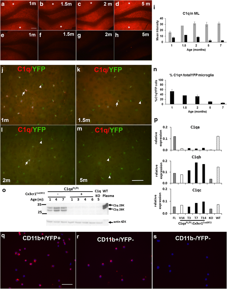 Cell-specific deletion of C1qa identifies microglia as the dominant ...
