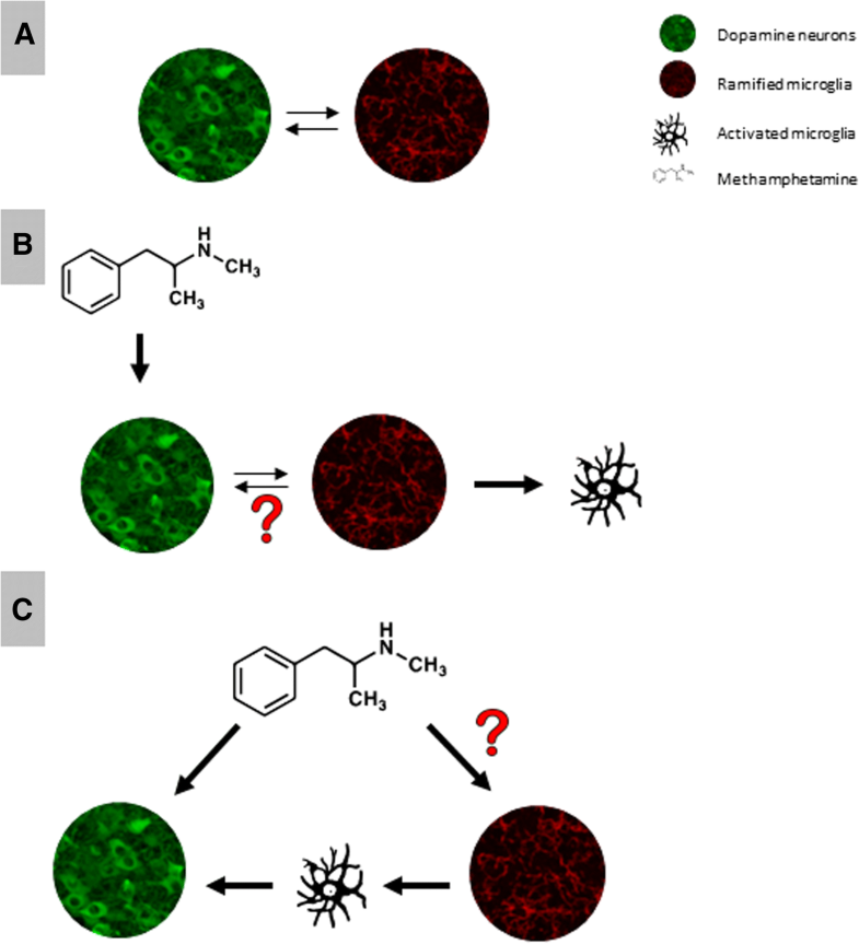 Methamphetamine neurotoxicity, microglia, and neuroinflammation ...