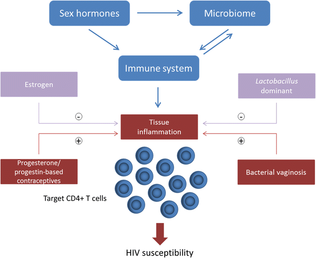 Role Of Sex Hormones And The Vaginal Microbiome In Susceptibility And