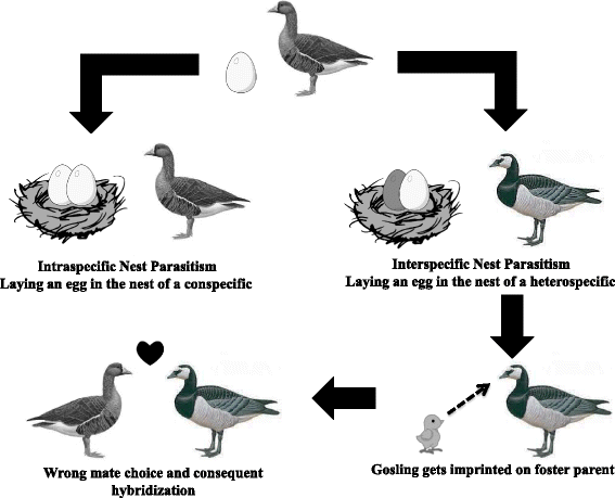 Hybridization in geese: a review | Frontiers in Zoology | Full Text