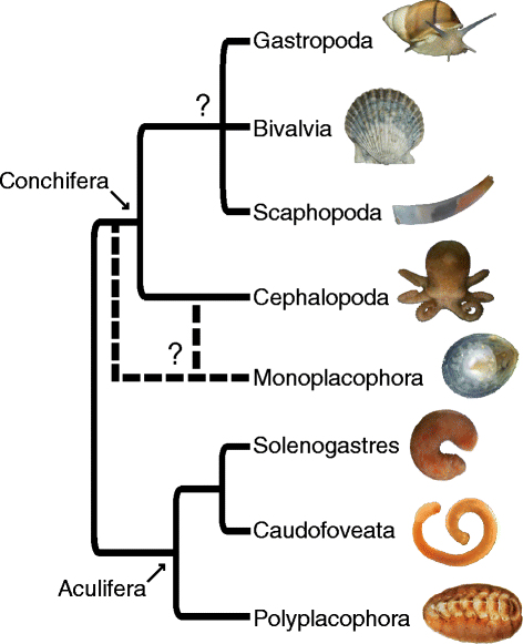 Sea shell diversity and rapidly evolving secretomes: insights into the ...