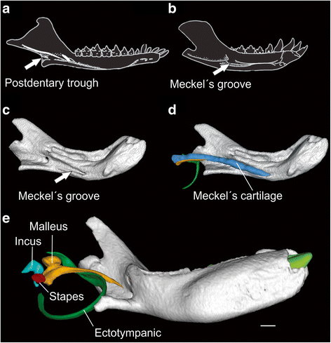 Resolving the evolution of the mammalian middle ear using Bayesian ...
