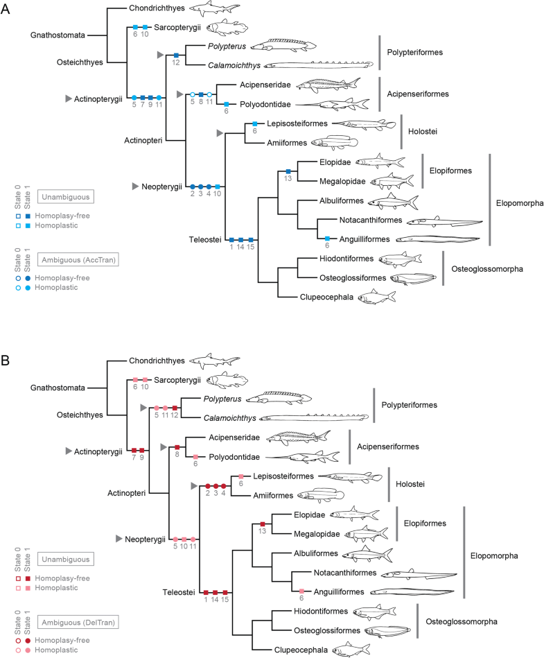 Evolution of the facial musculature in basal ray-finned fishes ...
