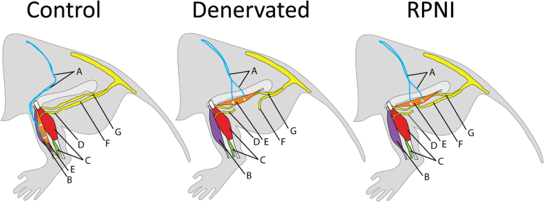 Regenerative peripheral nerve interfaces for real-time, proportional ...
