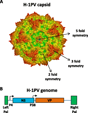 Oncolytic parvoviruses: from basic virology to clinical applications ...